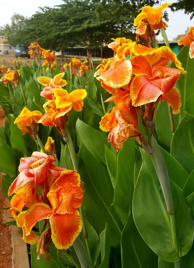 Canna indica – Firefly Life Sciences Pvt. Ltd.