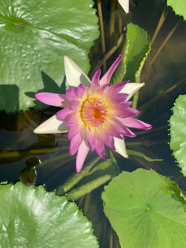 Nymphaea Lavender Star – Firefly Life Sciences Pvt. Ltd.