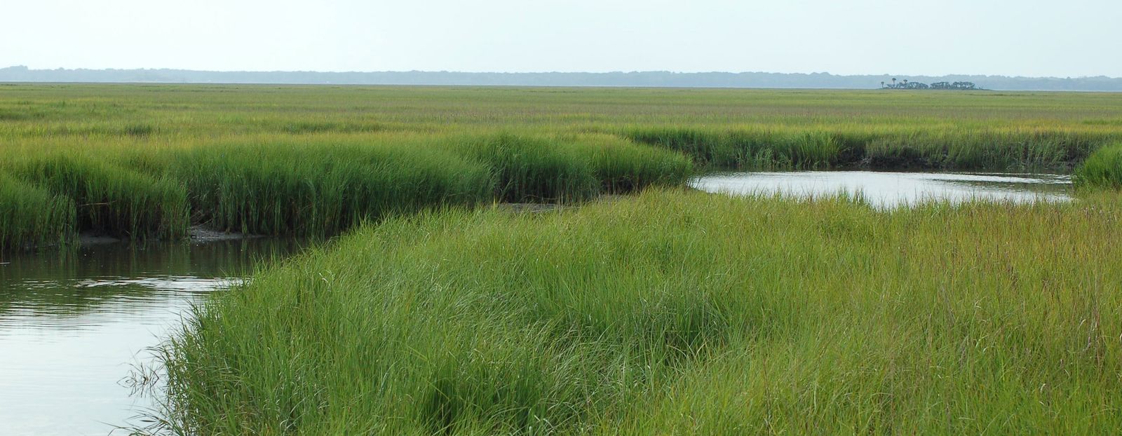Spartina patens – Firefly Life Sciences Pvt. Ltd.