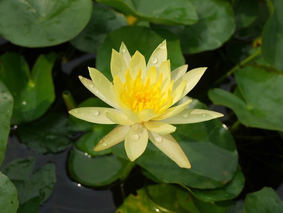 Nymphaea Yellow – Firefly Life Sciences Pvt. Ltd.